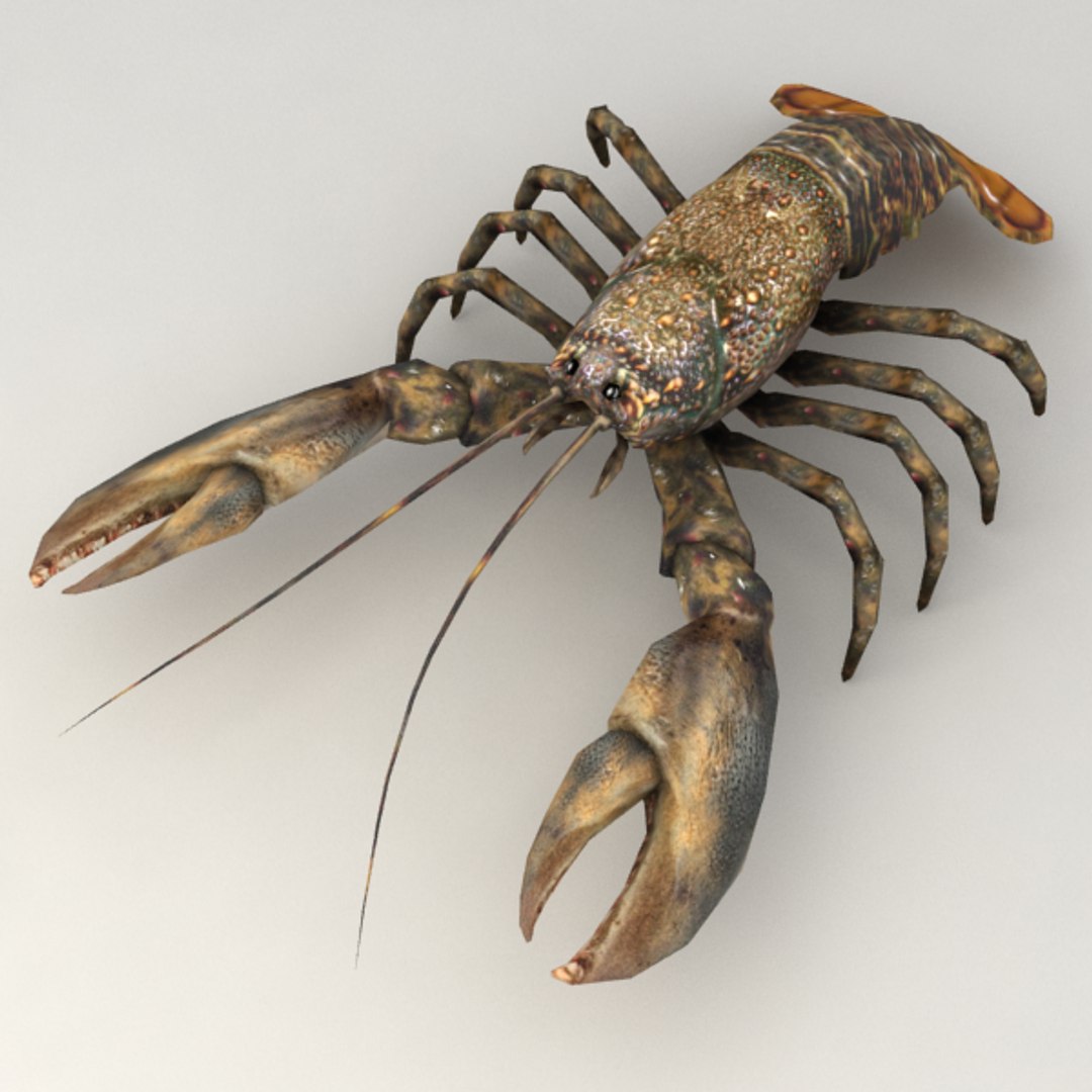rigged lobster 3ds