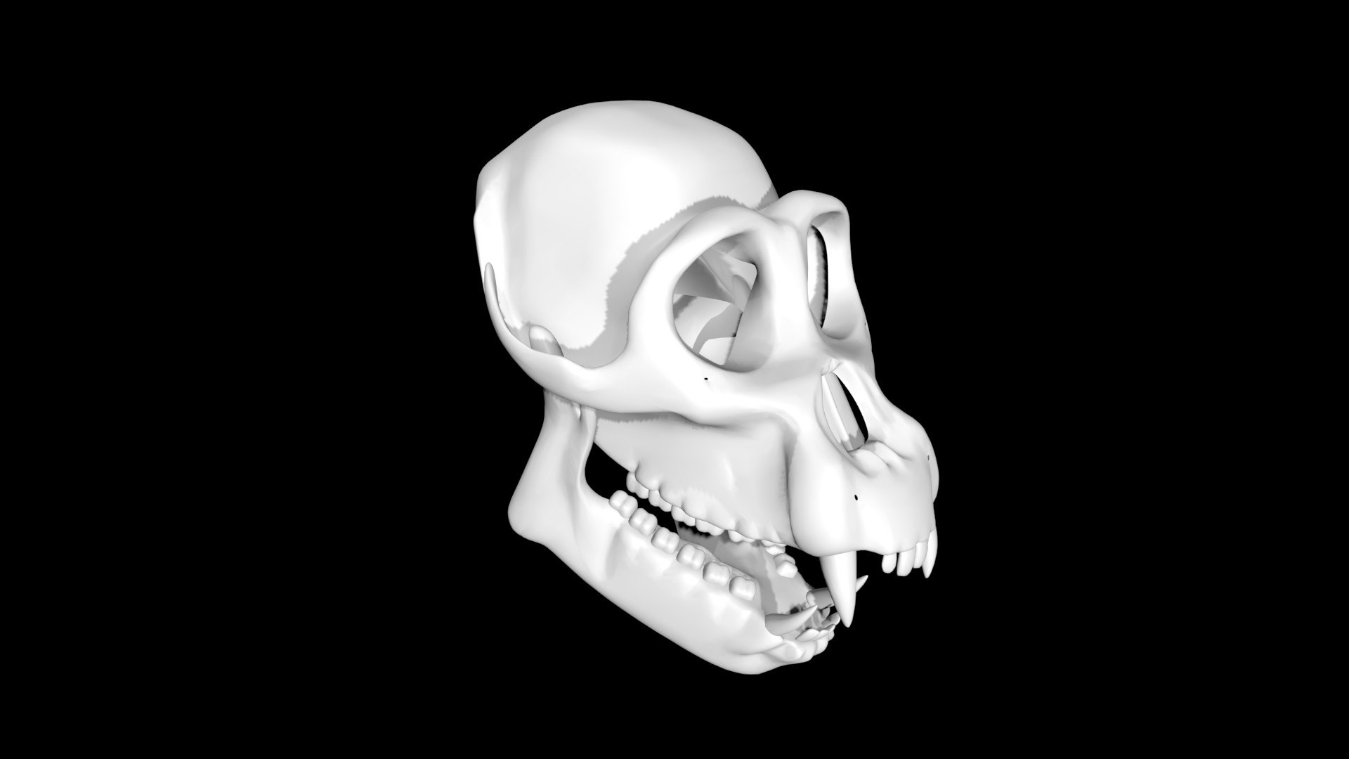 Chimpanzee Skull 3D Model - TurboSquid 1885054