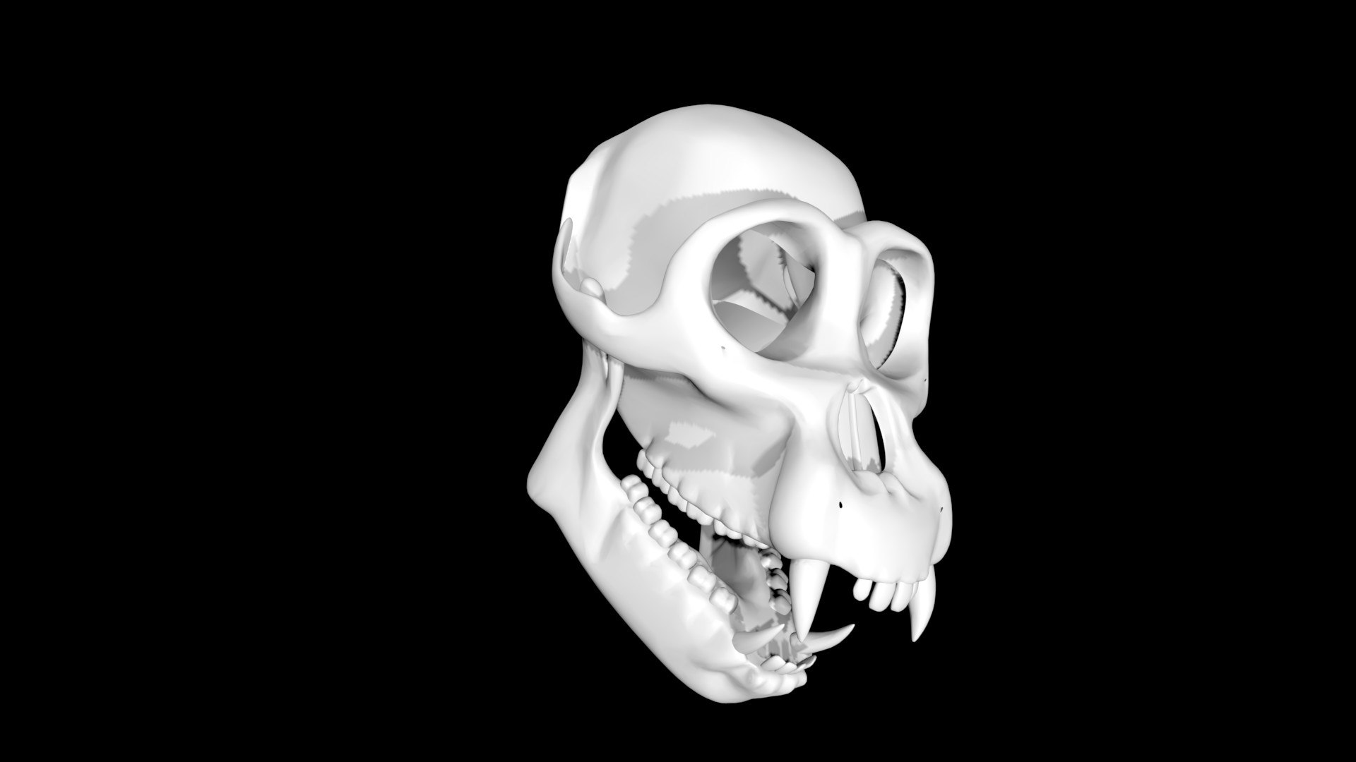 Chimpanzee Skull 3D Model - TurboSquid 1885054