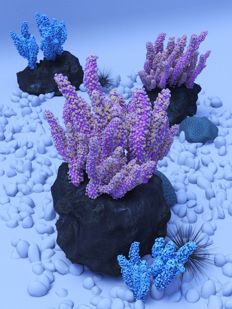 3D Coral Reefs Model - TurboSquid 1566406