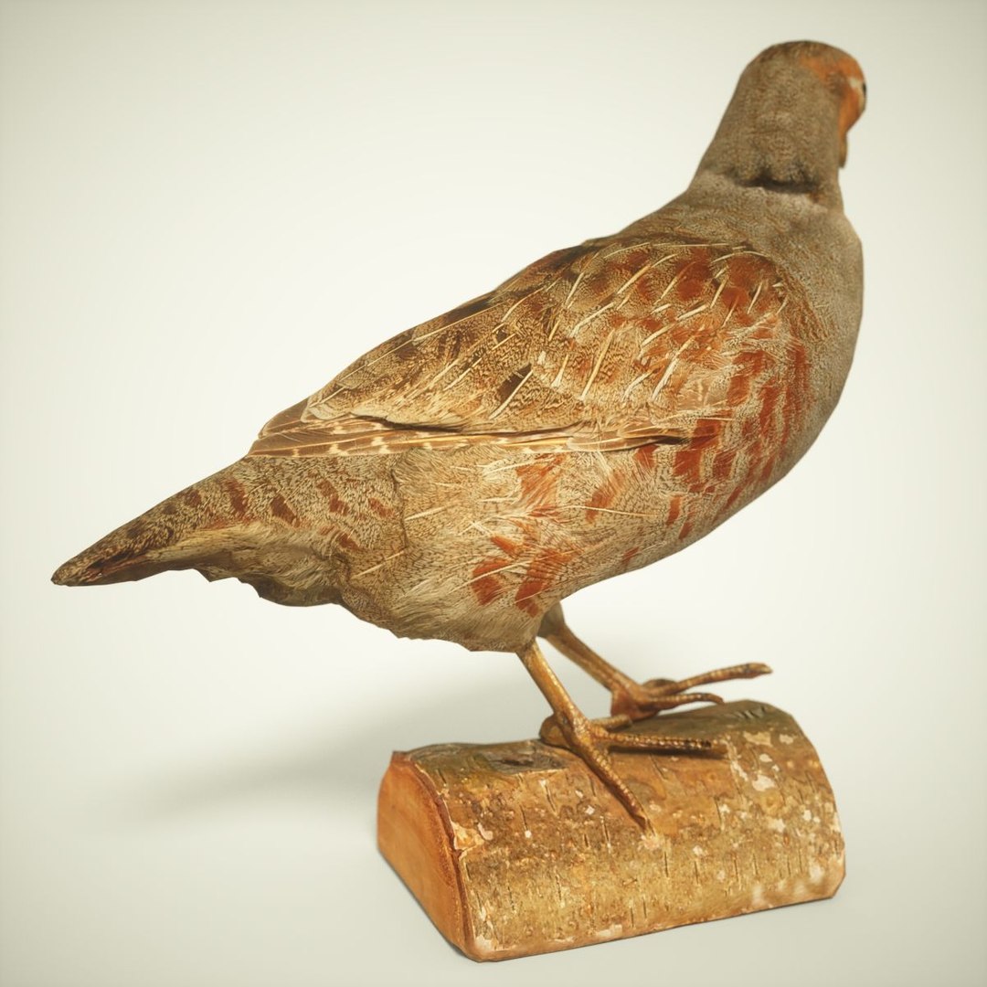 3D animal digital photogrammetry model - TurboSquid 1163018