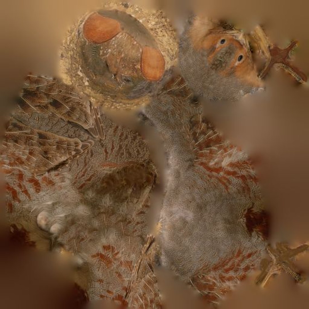 3D animal digital photogrammetry model - TurboSquid 1163018