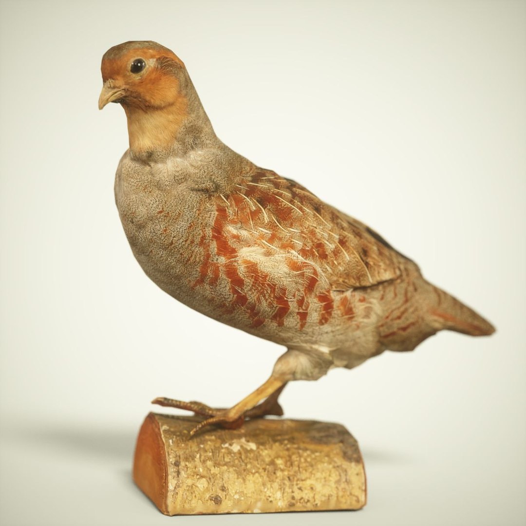 3D animal digital photogrammetry model - TurboSquid 1163018