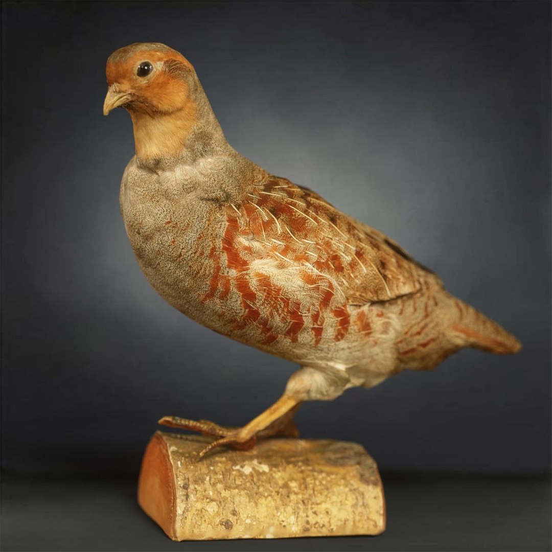 3D animal digital photogrammetry model - TurboSquid 1163018
