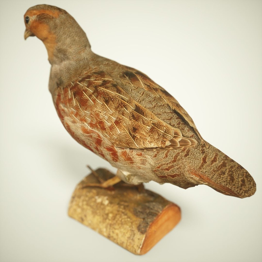 3D animal digital photogrammetry model - TurboSquid 1163018