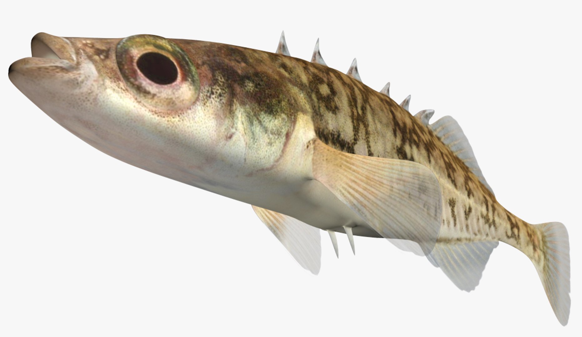 Culaea Inconstans Brook Stickleback Model - TurboSquid 1334245