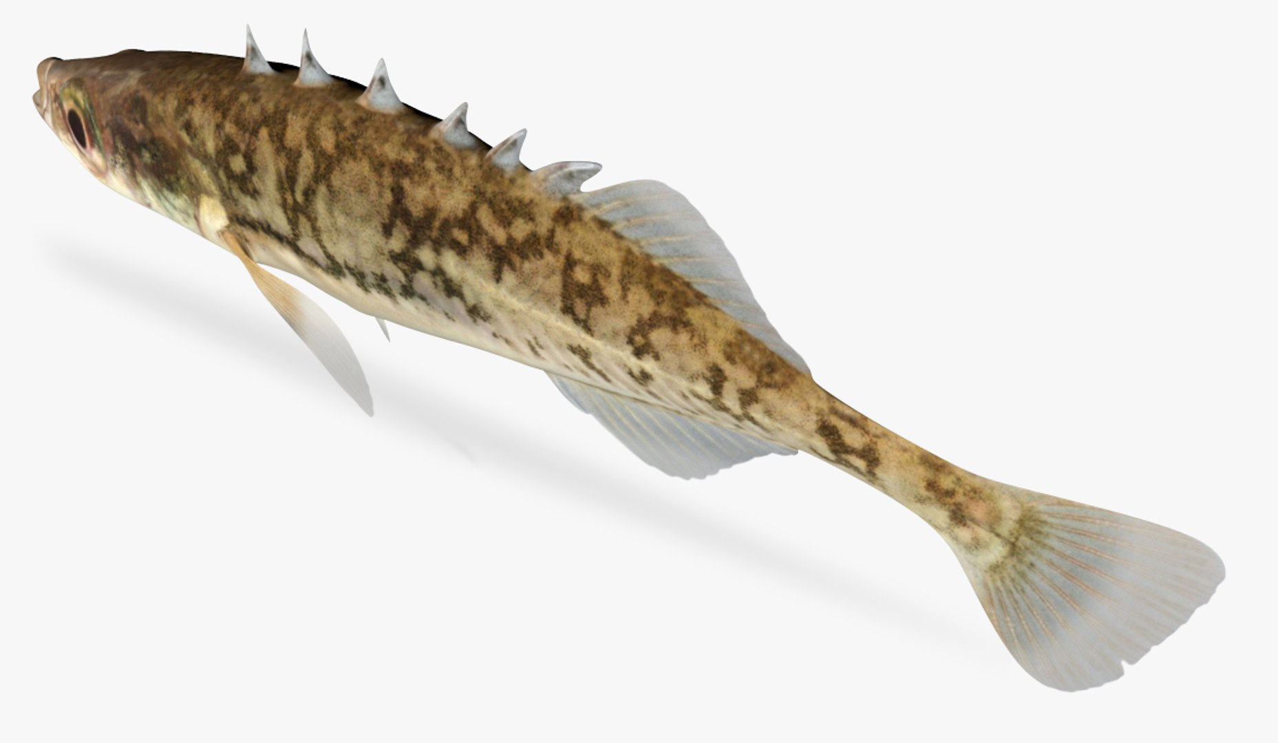 Culaea Inconstans Brook Stickleback Model - TurboSquid 1334245
