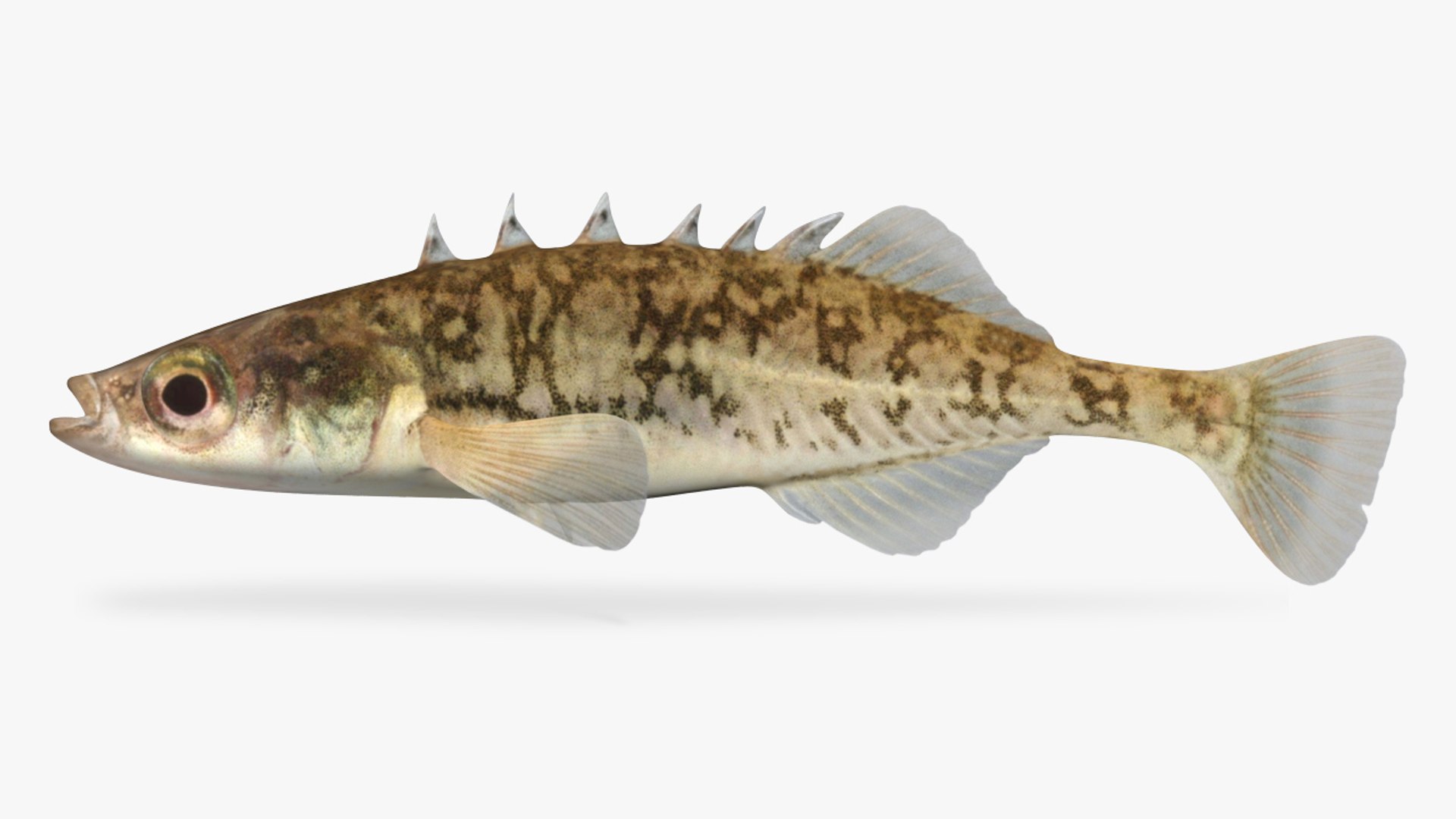 Culaea Inconstans Brook Stickleback Model - TurboSquid 1334245