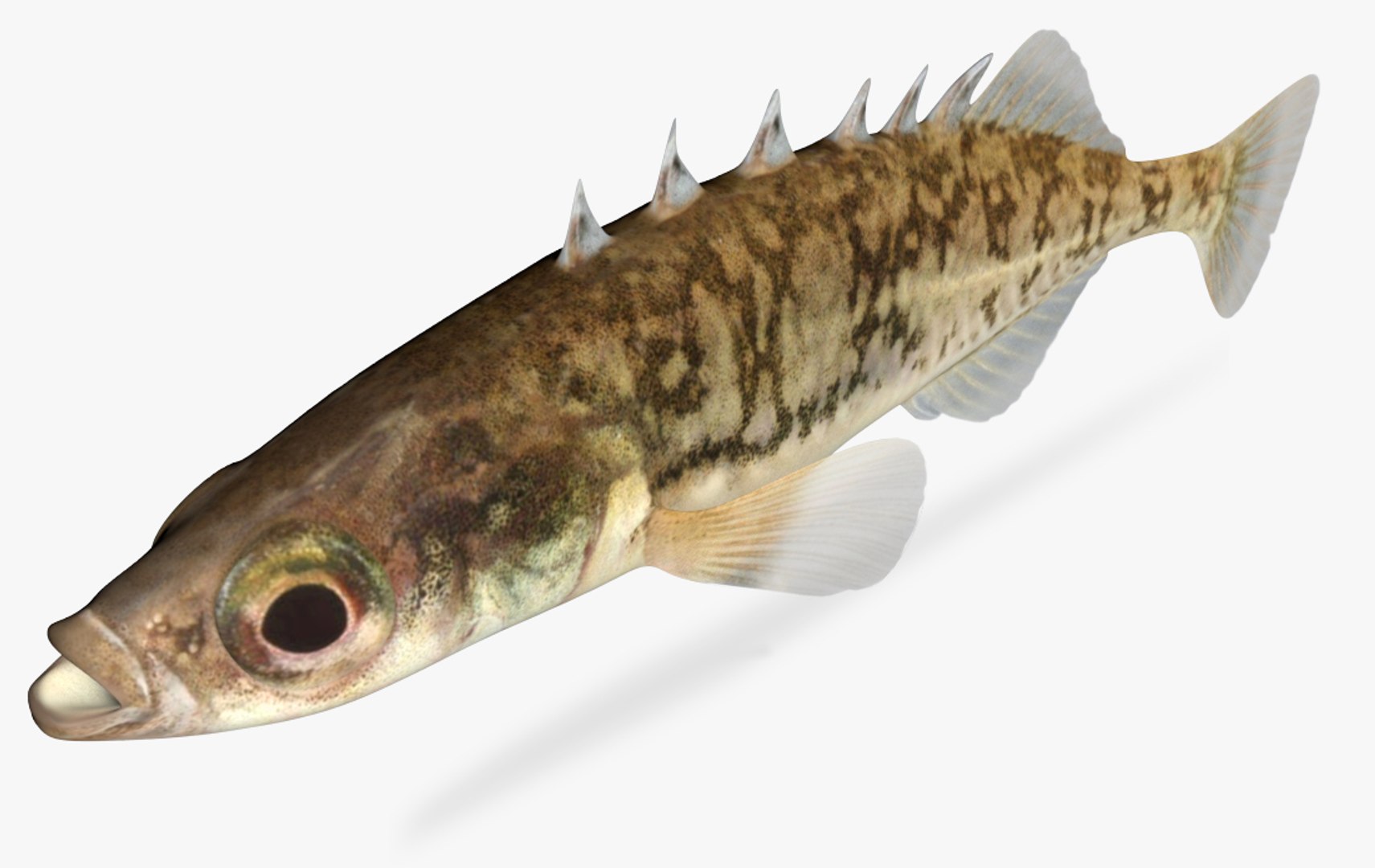Culaea Inconstans Brook Stickleback Model - TurboSquid 1334245