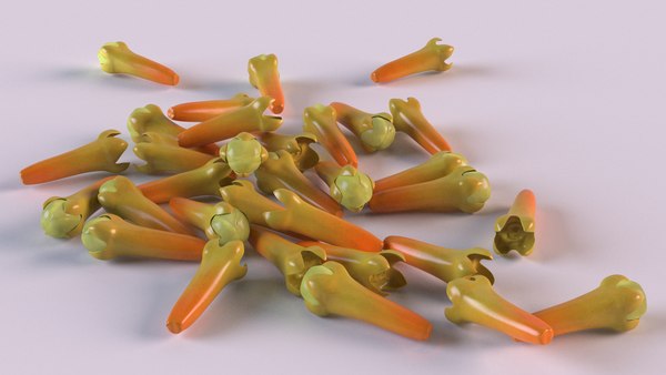 Clove 3D Models for Download | TurboSquid