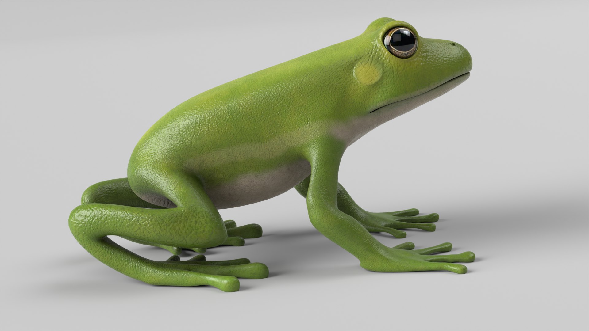3D Green Tree Frog - TurboSquid 2167406