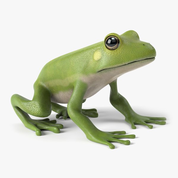 Tree Frog 3D Models for Download | TurboSquid