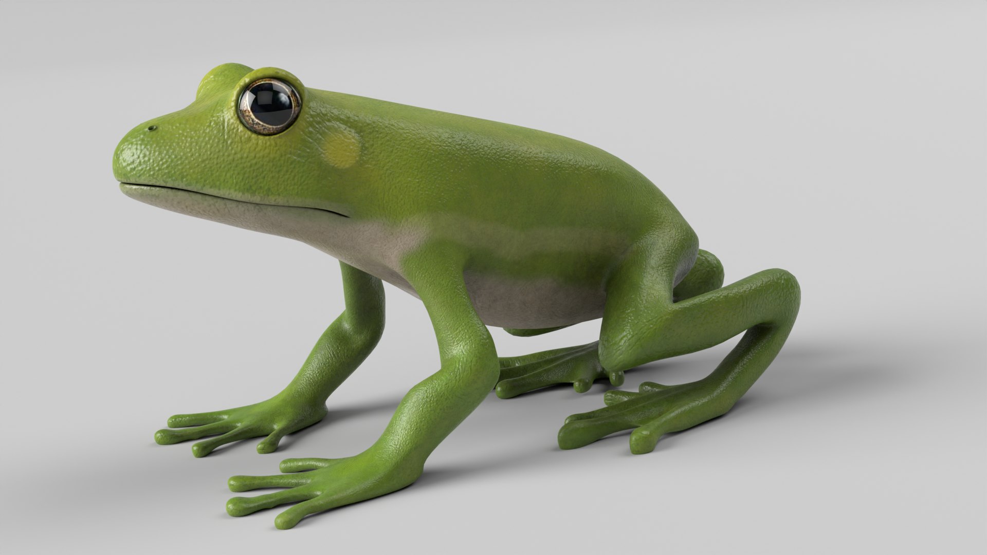 3D Green Tree Frog - TurboSquid 2167406