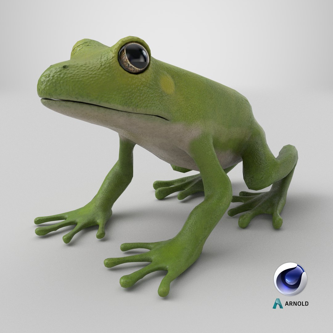 3D Green Tree Frog - TurboSquid 2167406