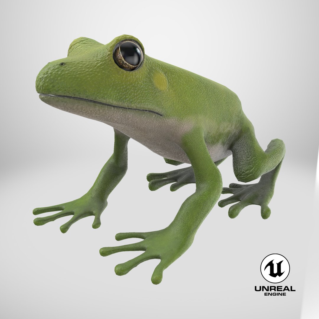 3D Green Tree Frog - TurboSquid 2167406