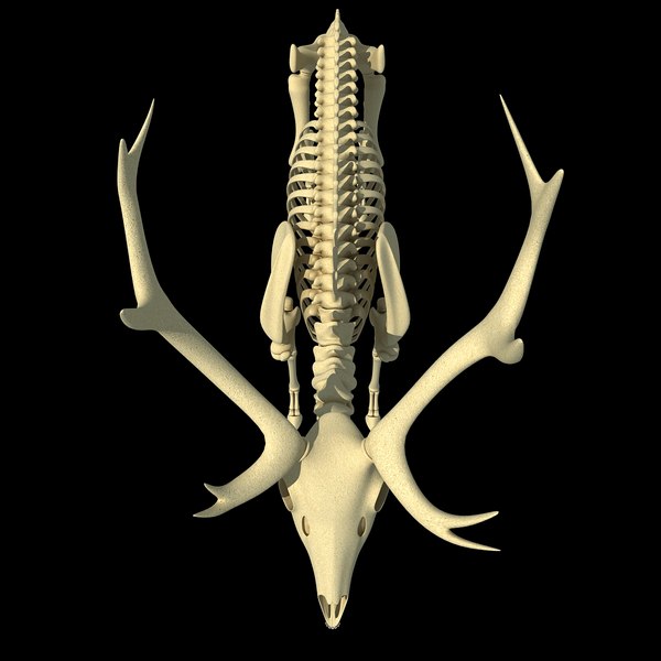 max deer skeleton