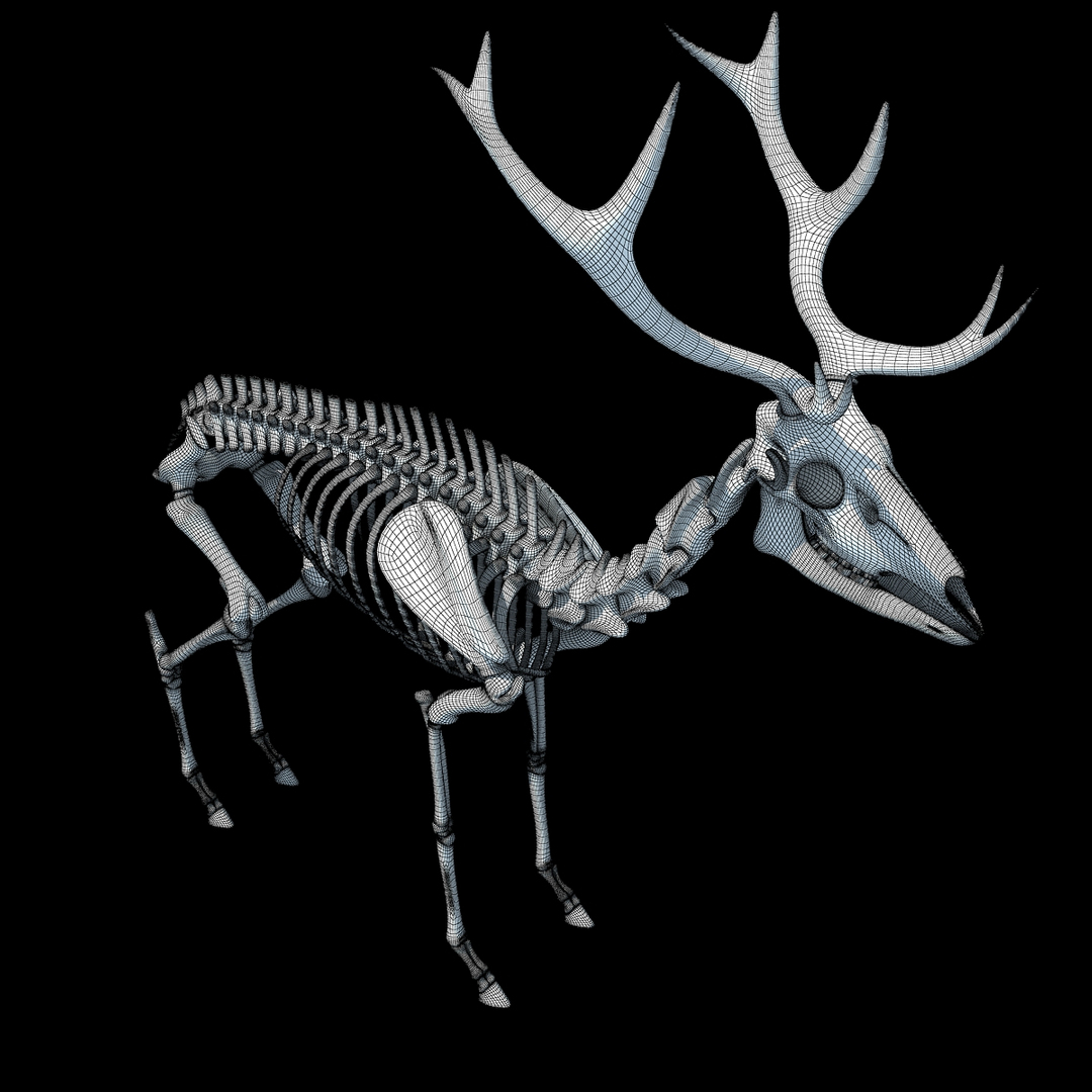 max deer skeleton