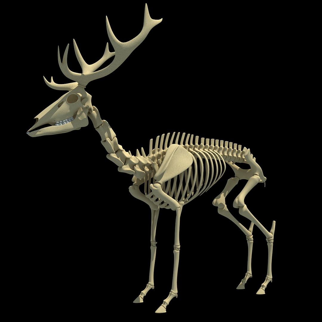 max deer skeleton