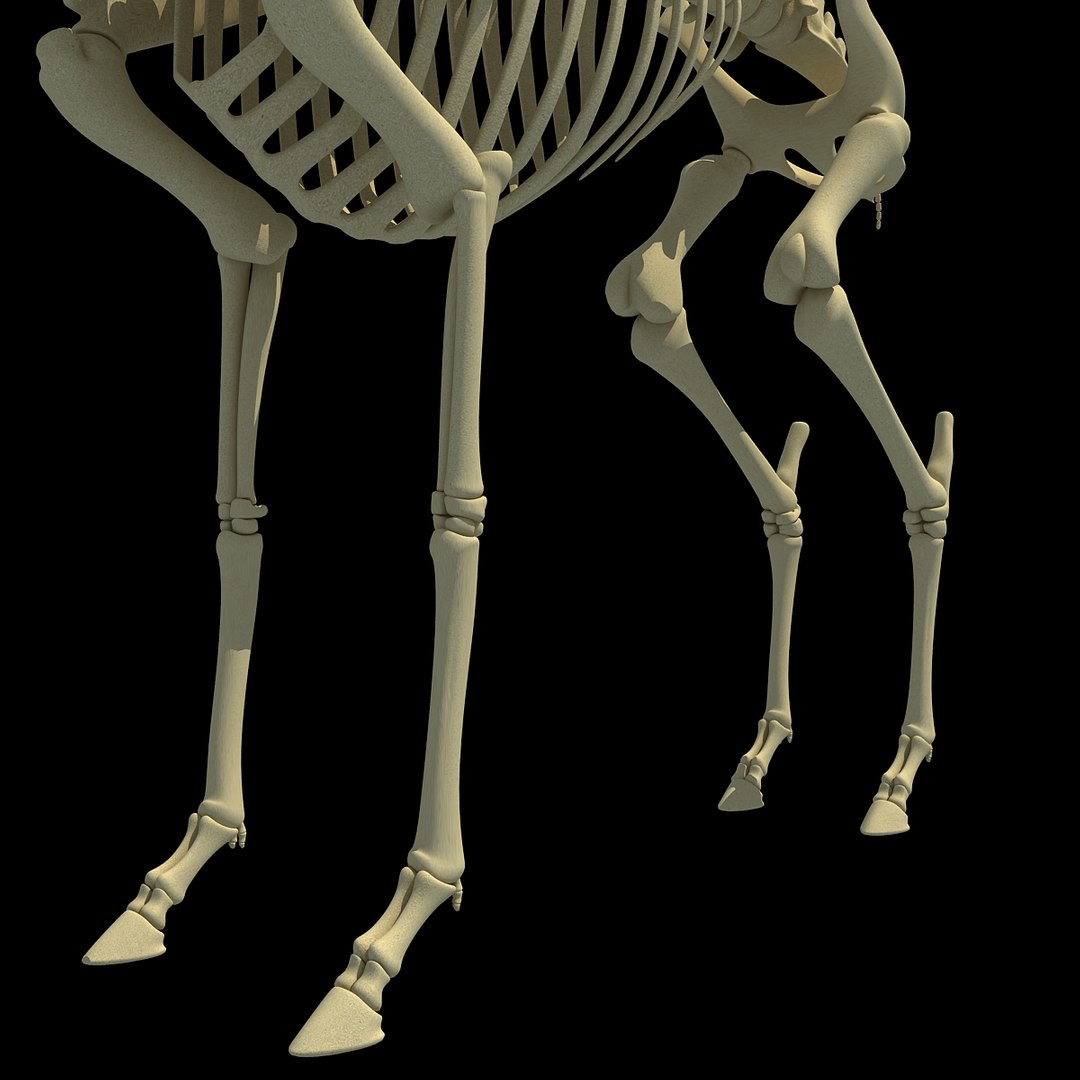 Max Deer Skeleton