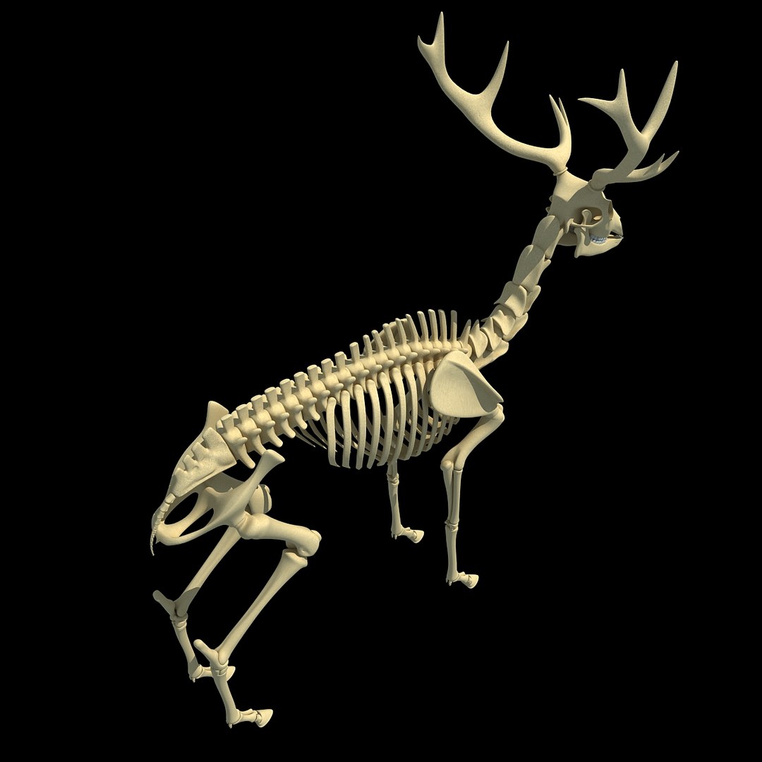 Max Deer Skeleton