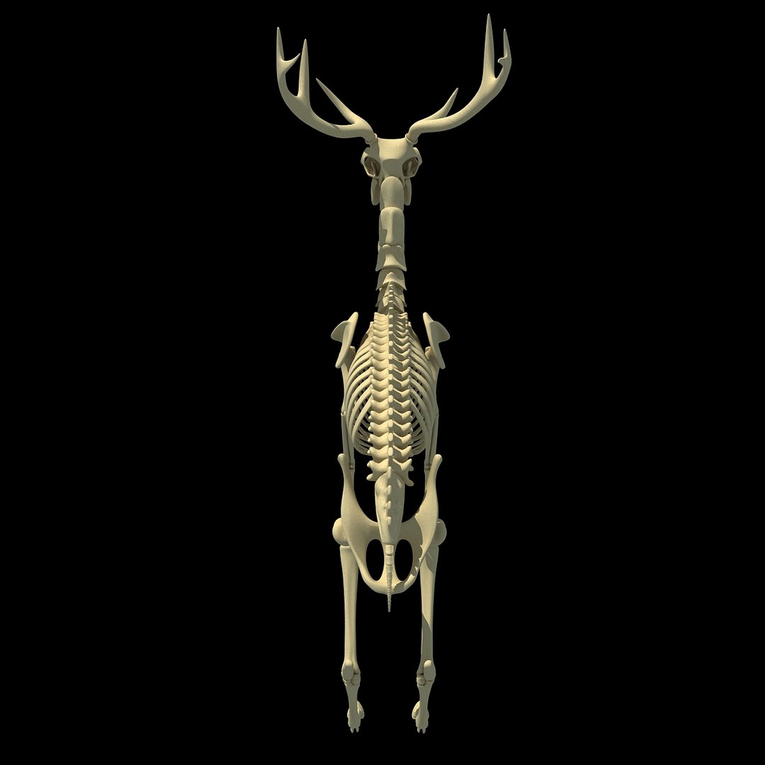 Max Deer Skeleton