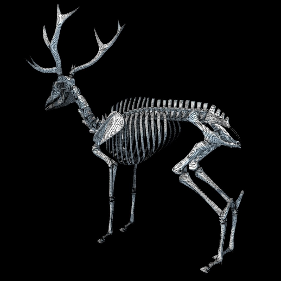 Max Deer Skeleton
