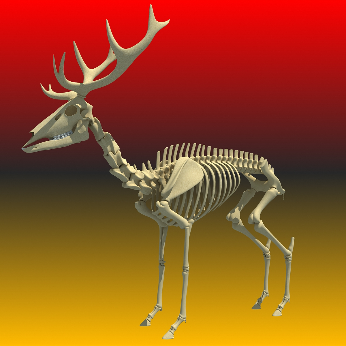max deer skeleton