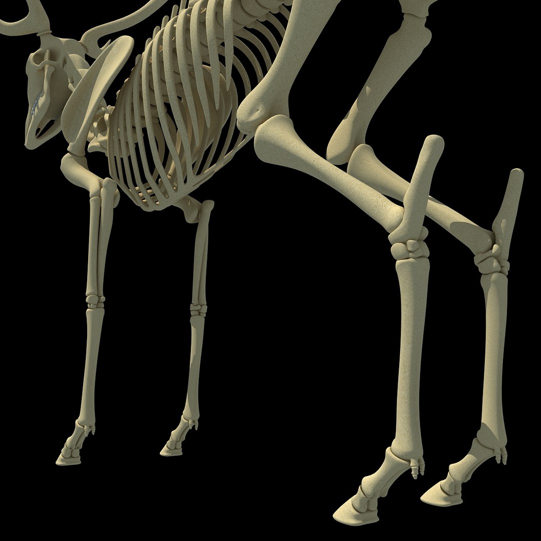 Max Deer Skeleton