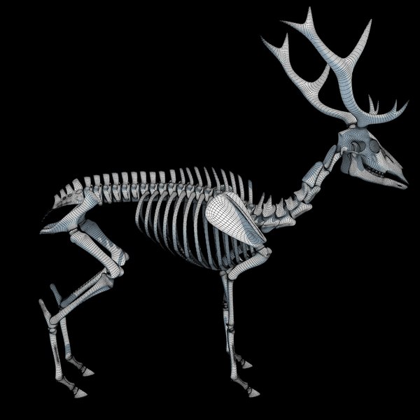 max deer skeleton