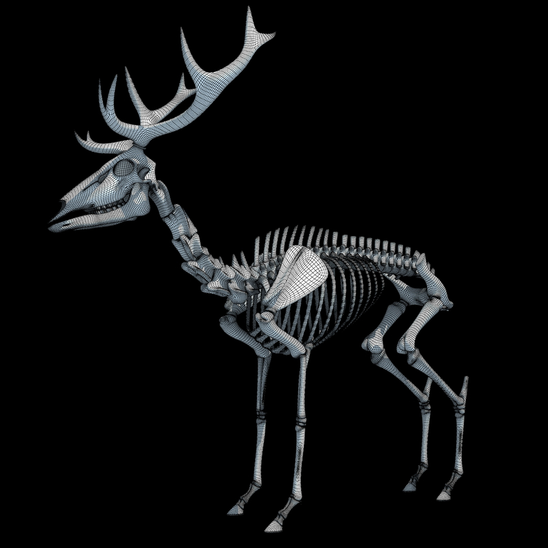 max deer skeleton