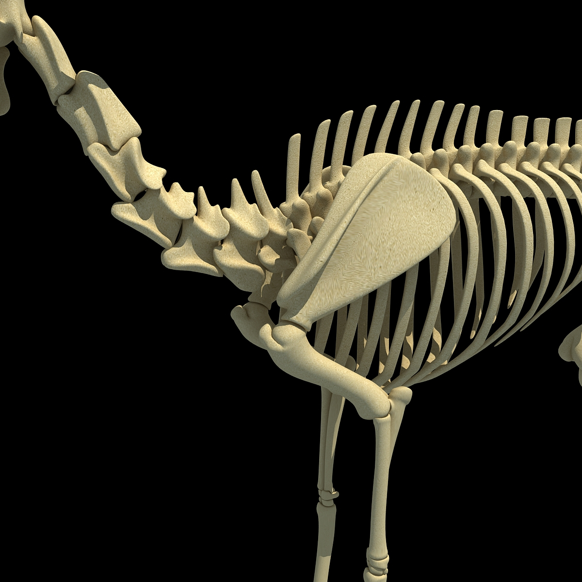 max deer skeleton