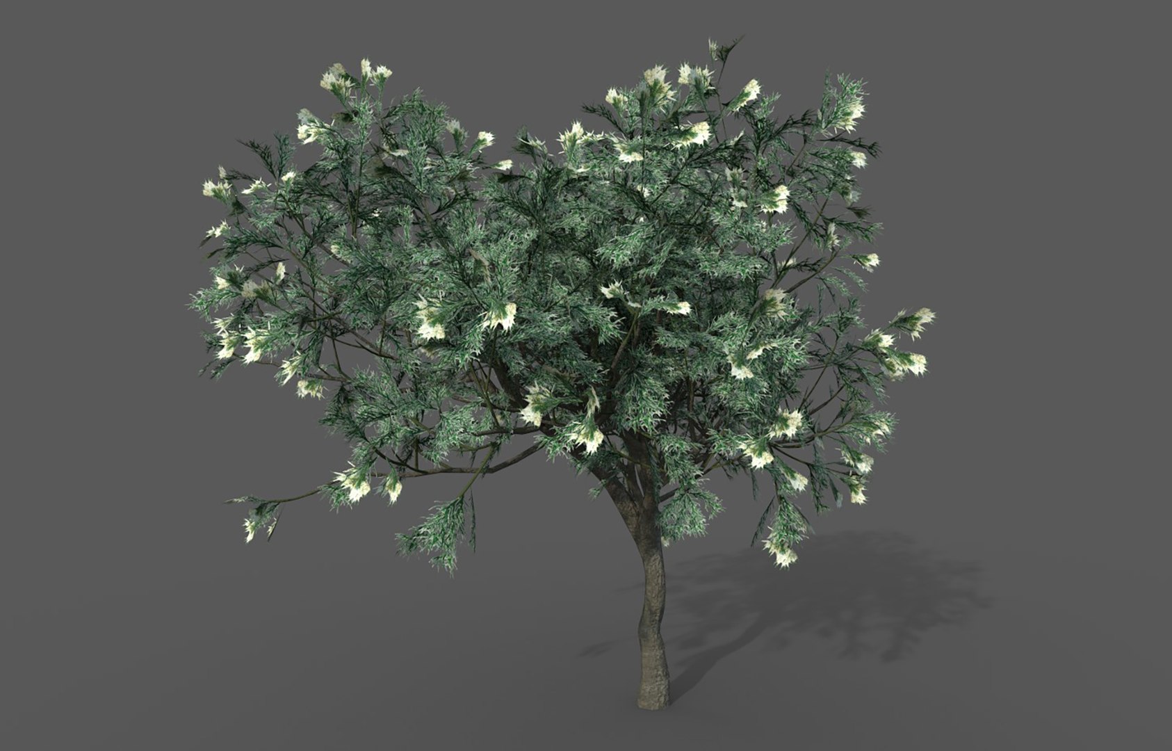 3D Tea Tree Model - TurboSquid 1737354