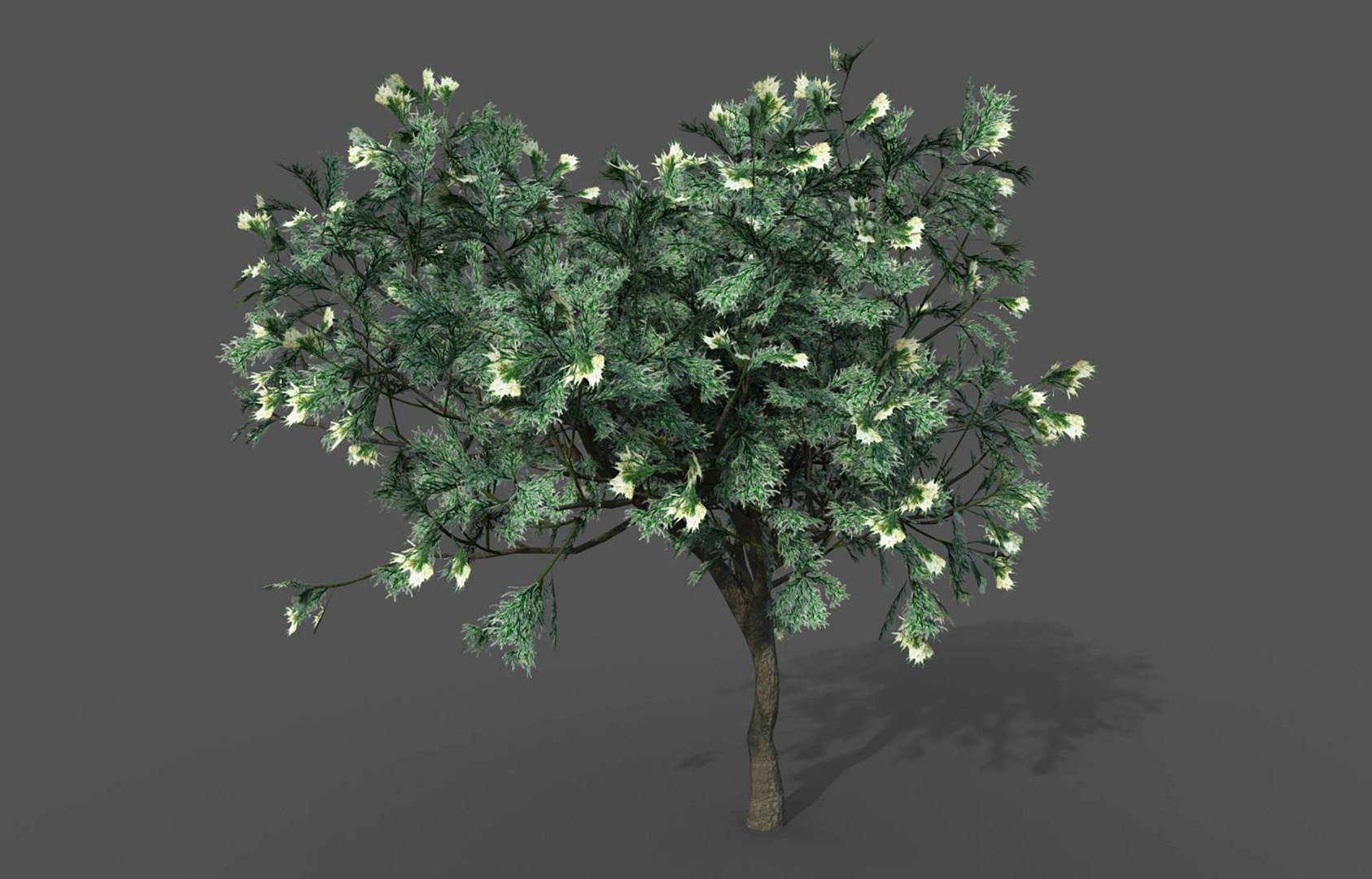 3D Tea Tree Model - TurboSquid 1737354