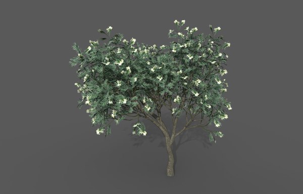 3D Tea Tree model - TurboSquid 1737354