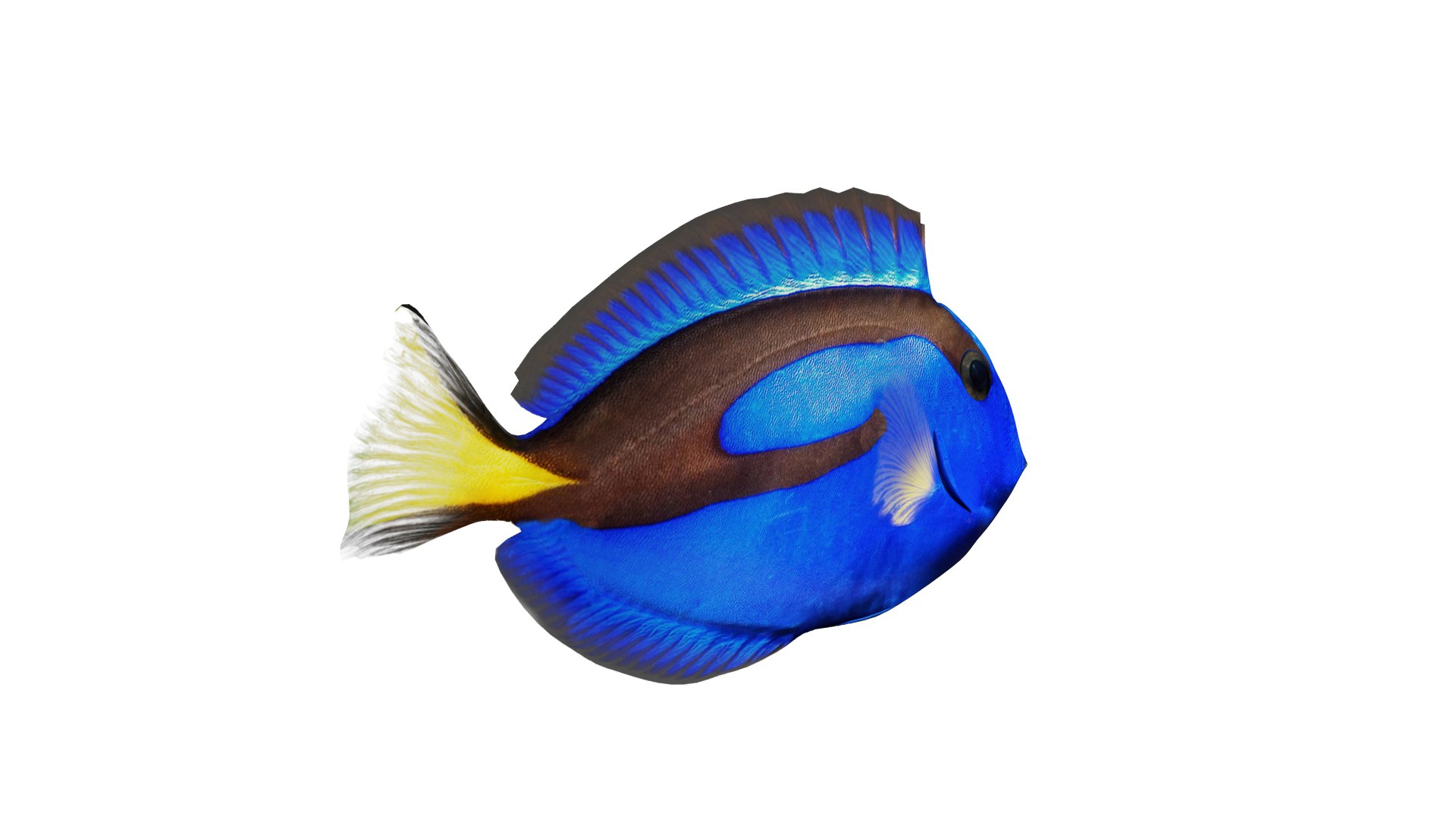 Realistic Fish Blue Tang Model - TurboSquid 1599320