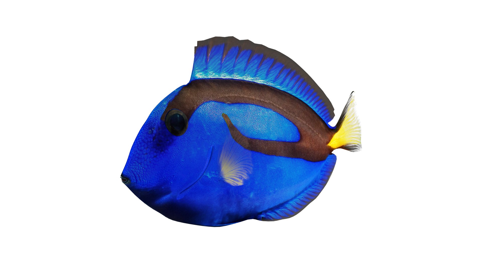 Realistic Fish Blue Tang Model - TurboSquid 1599320