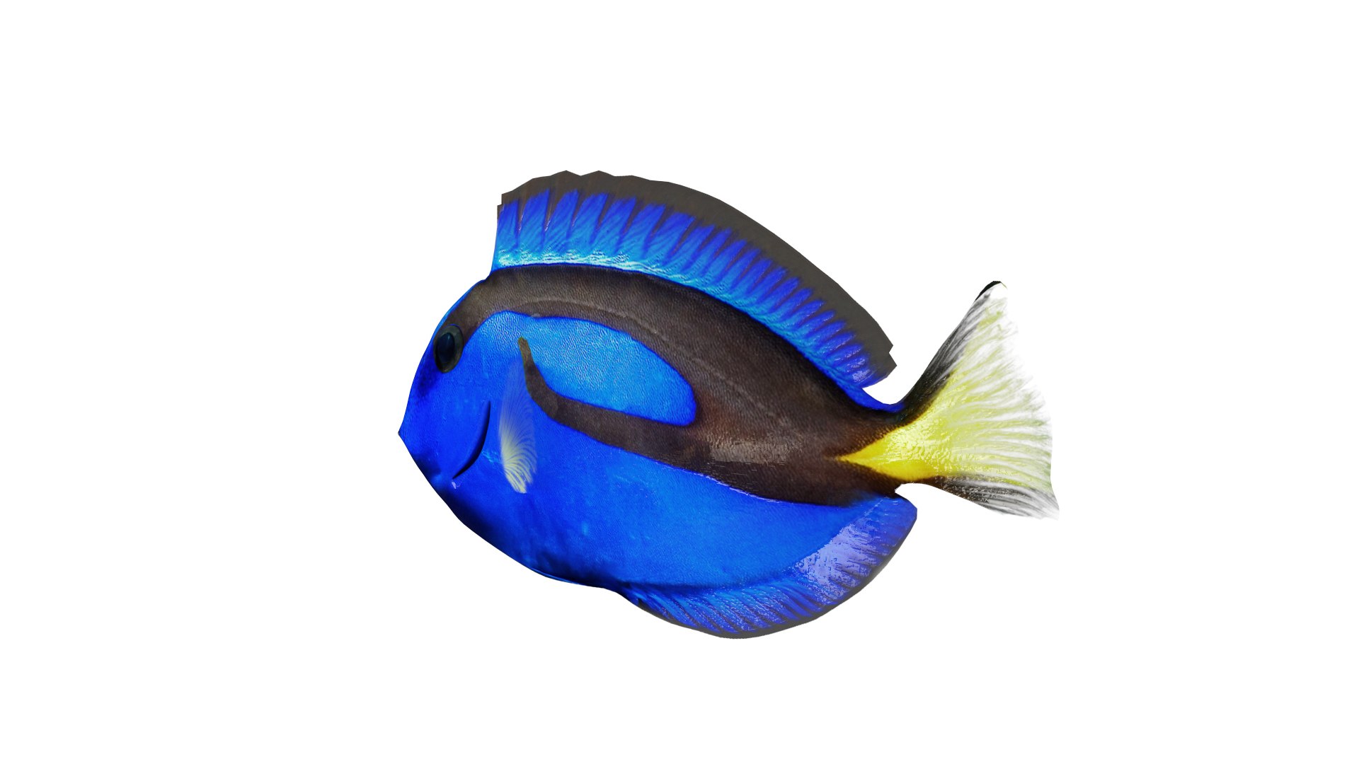 Realistic Fish Blue Tang Model - TurboSquid 1599320
