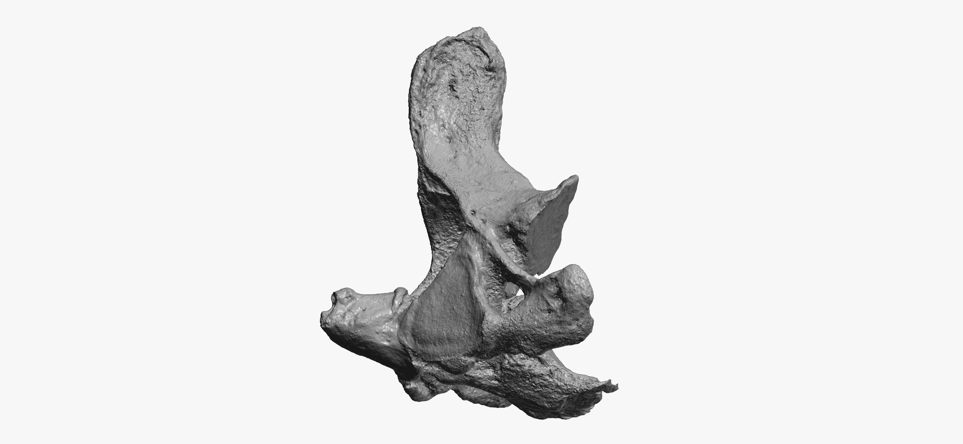 3D model pavian monkey male cervical - TurboSquid 1710412