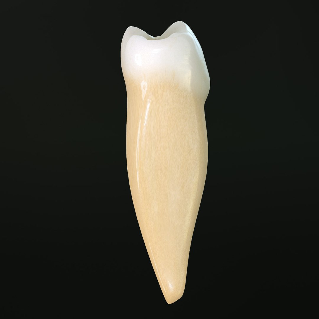 3d Tooth Lower Premolar