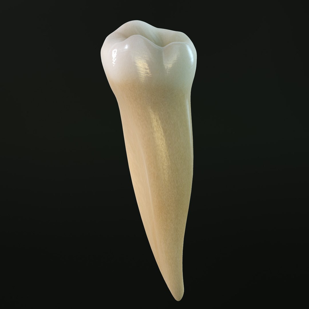 3d Tooth Lower Premolar