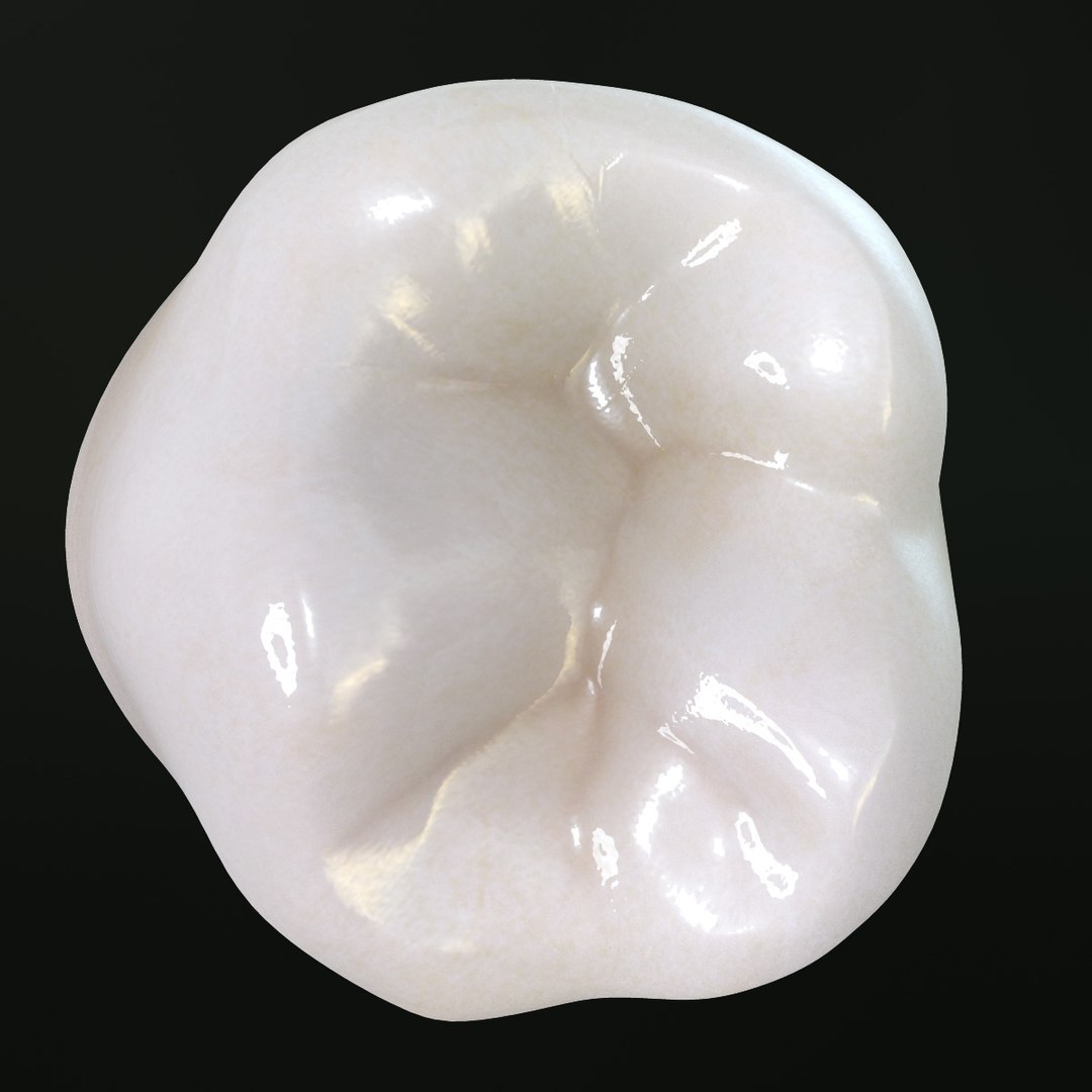 3d Tooth Lower Premolar