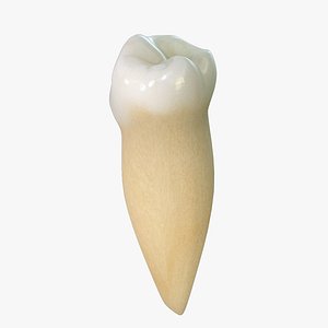 3D Premolar Models - Browse & Download Formats - TurboSquid