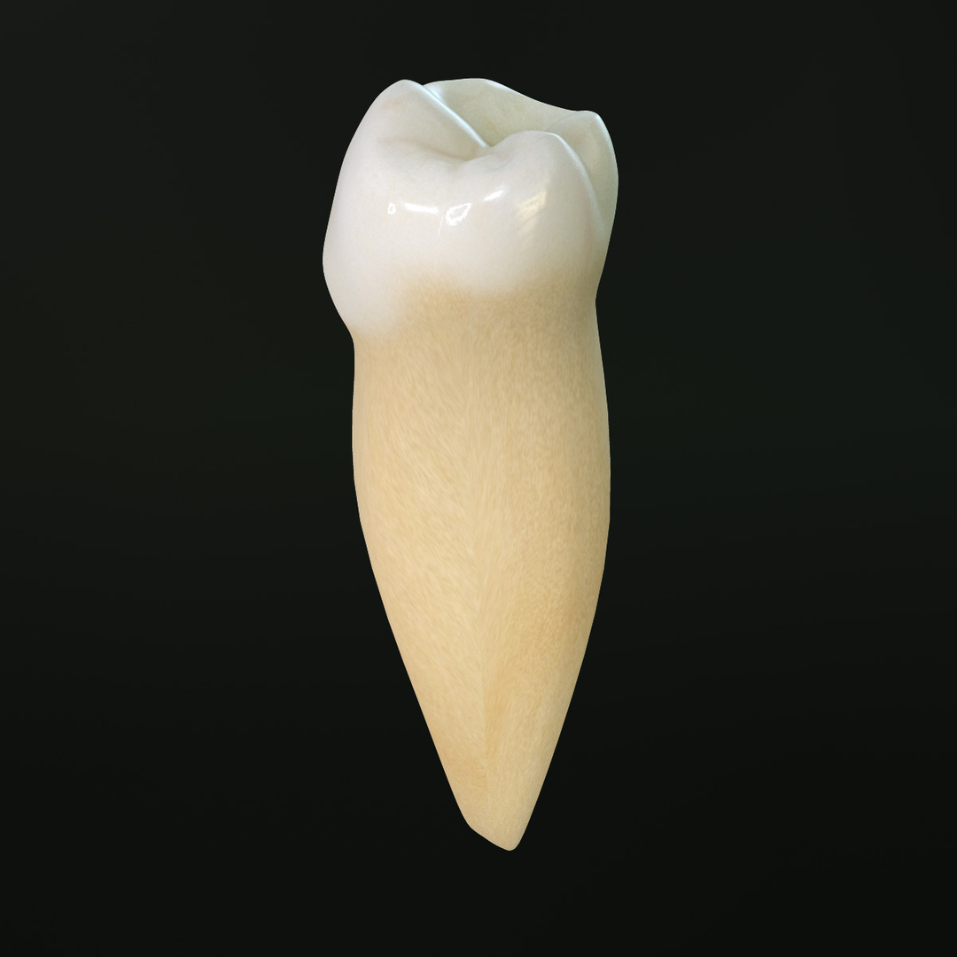 3d Tooth Lower Premolar