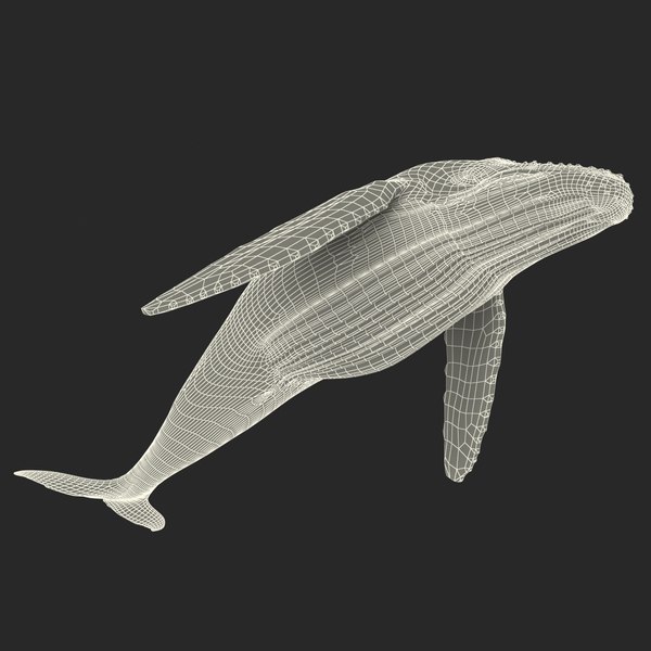 Buckelwal-Haltung 3 3D-Modell - TurboSquid 988939