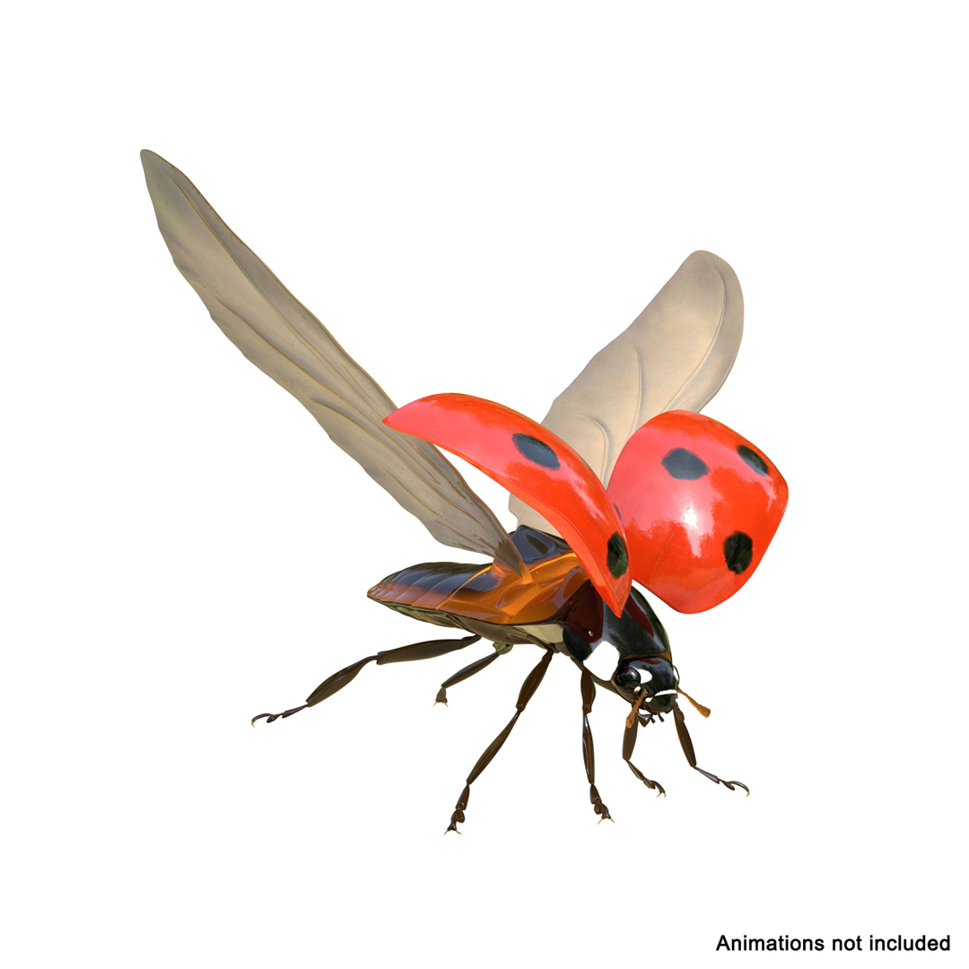Real Ladybugs Flying