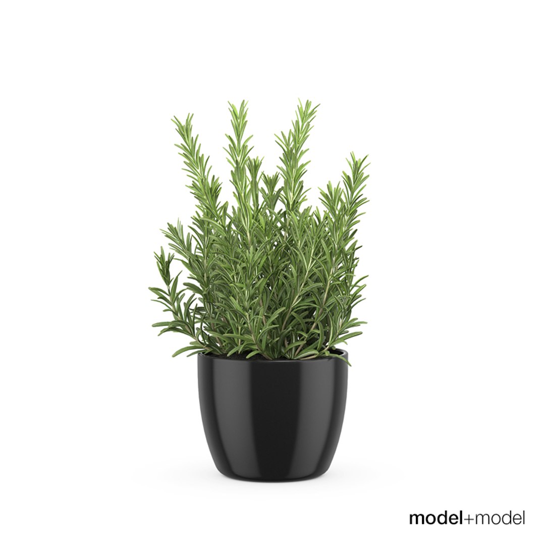 3d model rosemary pots accessories