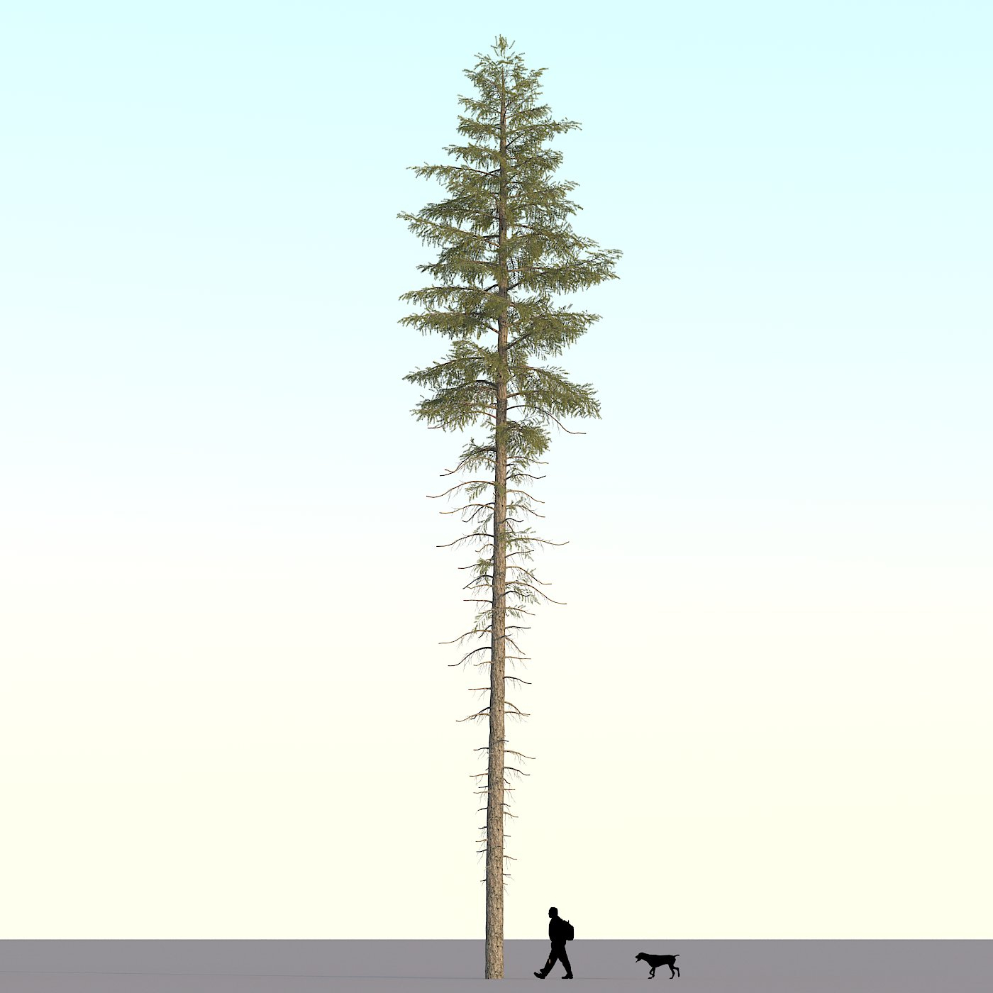 3d model of spruce tree