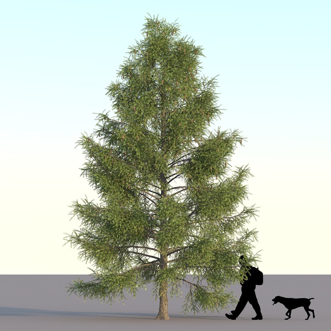 3d model of spruce tree
