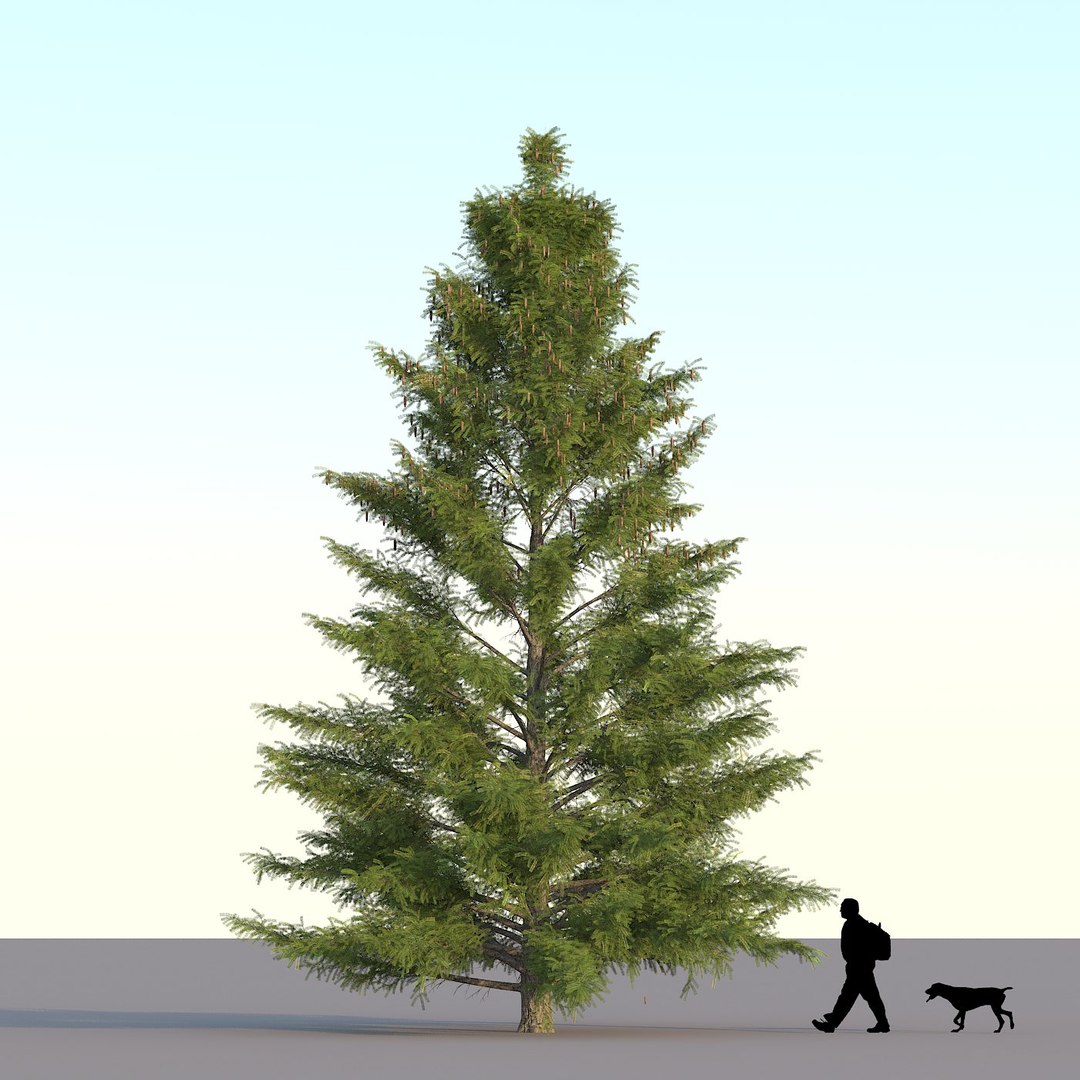 3d model of spruce tree