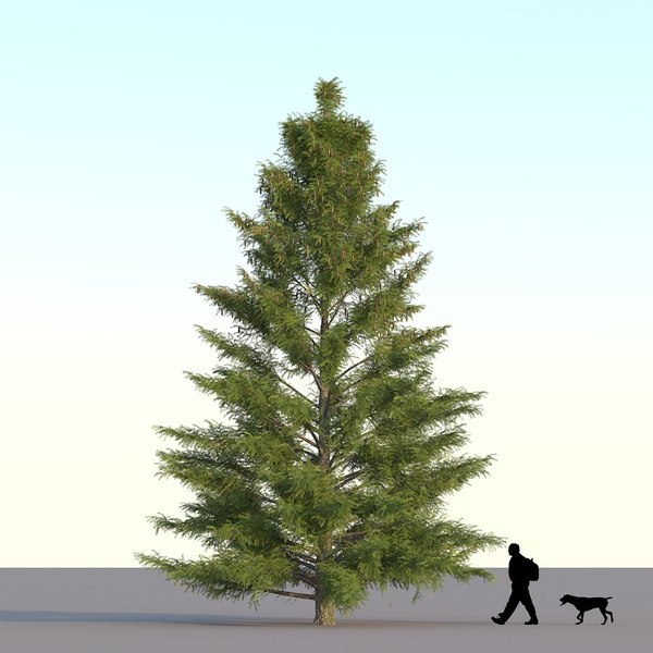 3d model of spruce tree